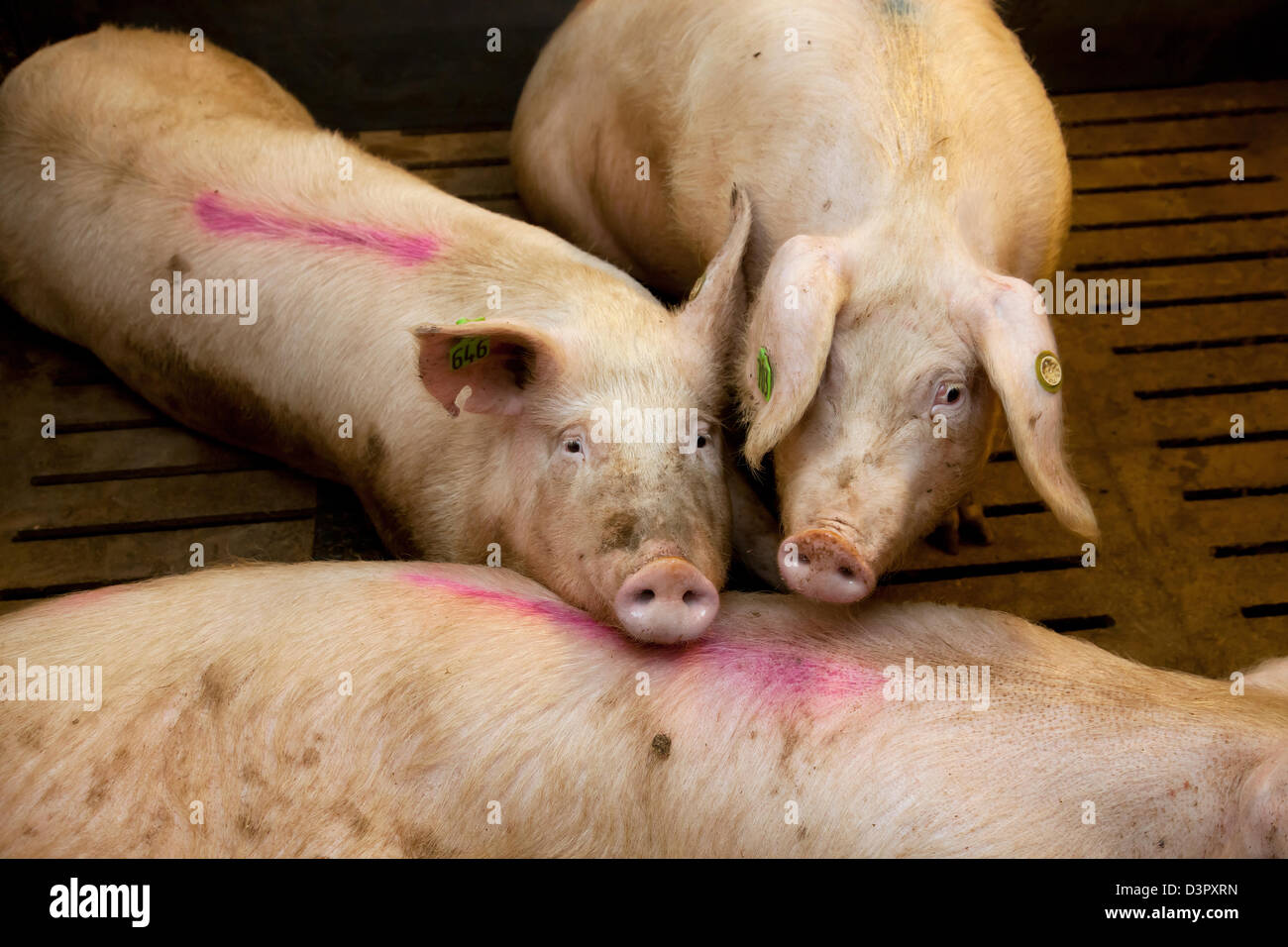 Borken, Germany, pigs in a pig farm Stock Photo - Alamy