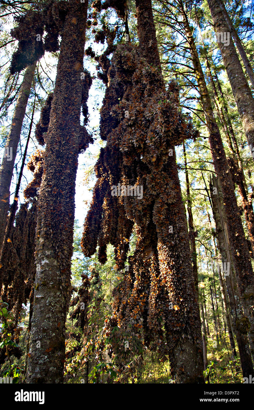 Monarch butterfly on tree trunk hi-res stock photography and images - Alamy