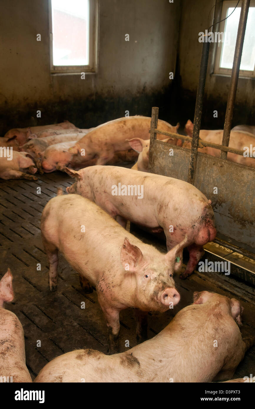 Borken, Germany, pigs in a pig farm Stock Photo - Alamy