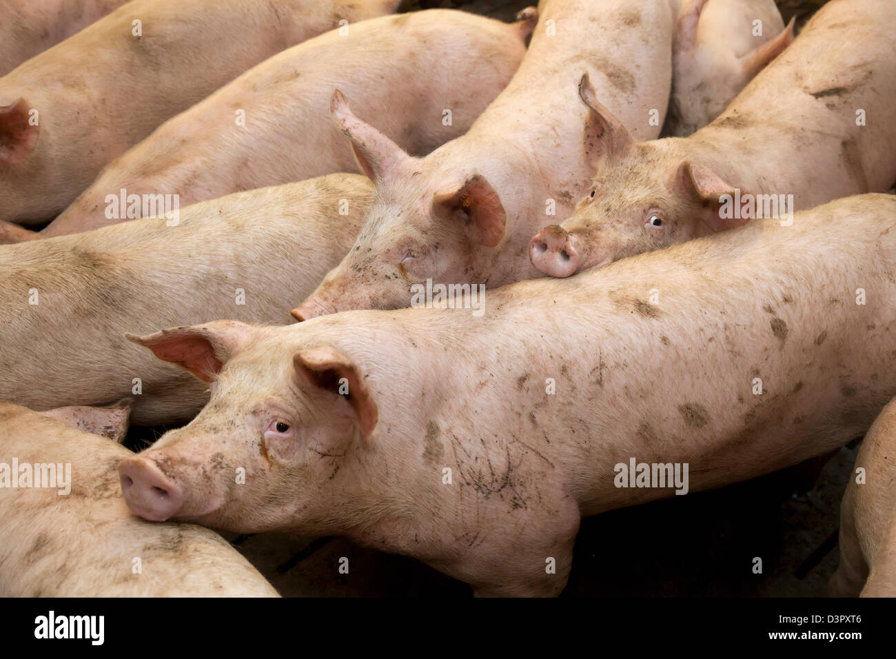 Marking of pigs hi-res stock photography and images - Alamy