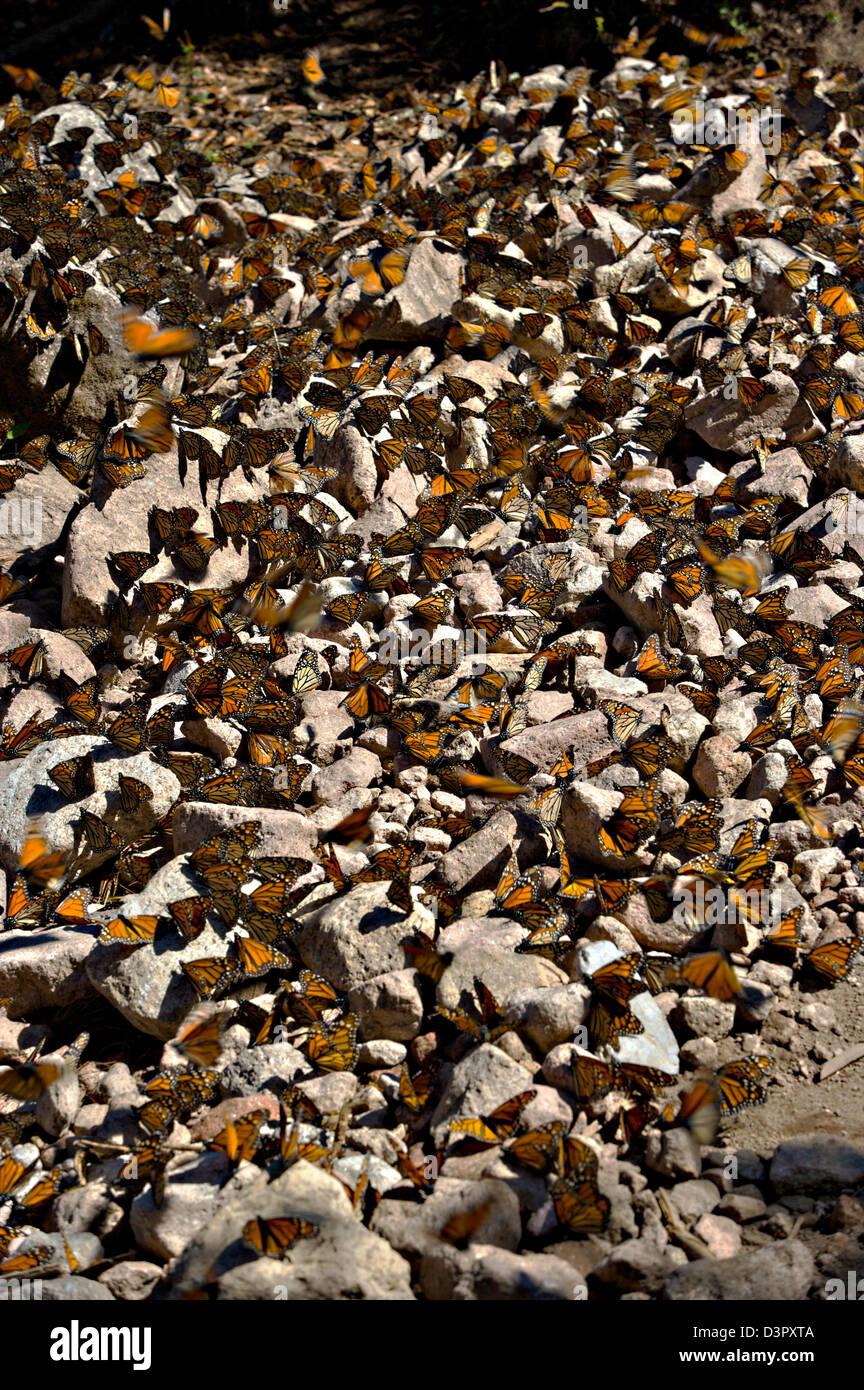 Monarch Butterflies mass in the Sierra Pellon mountain at the Monarch ...