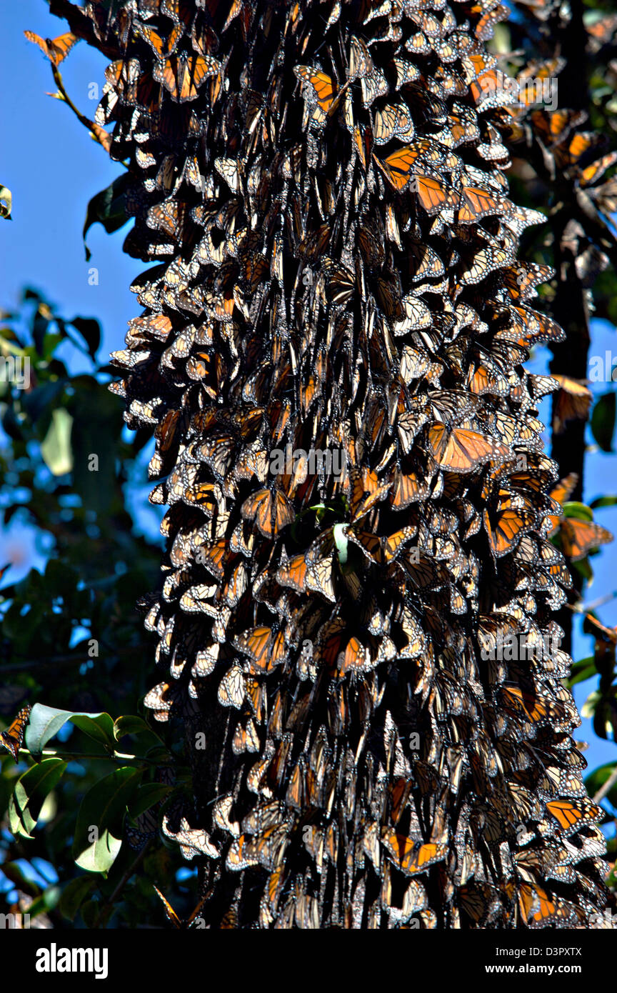 Monarch Butterflies mass in the Sierra Pellon mountain at the Monarch ...