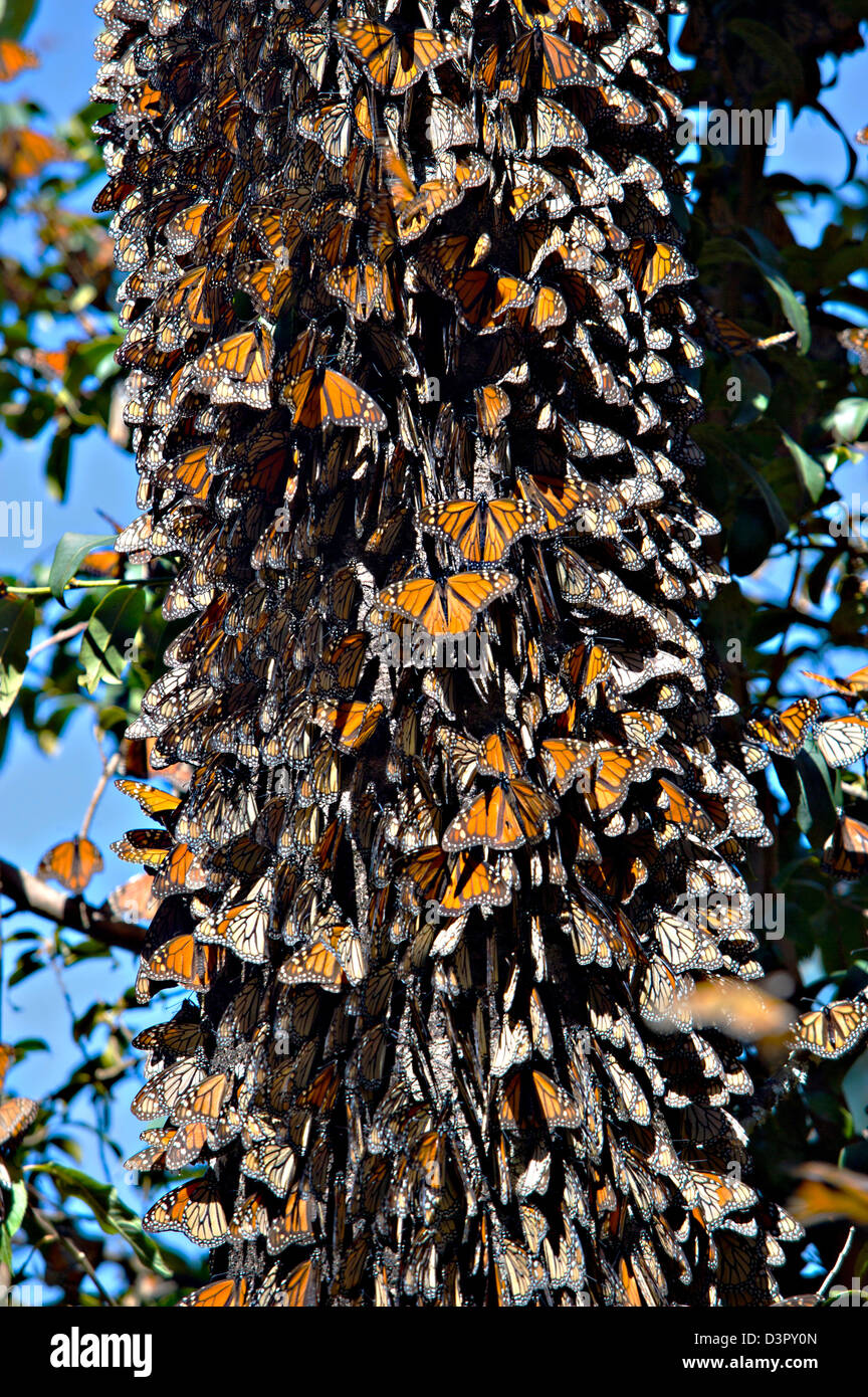 Monarch Butterflies mass in the Sierra Pellon mountain at the Monarch ...