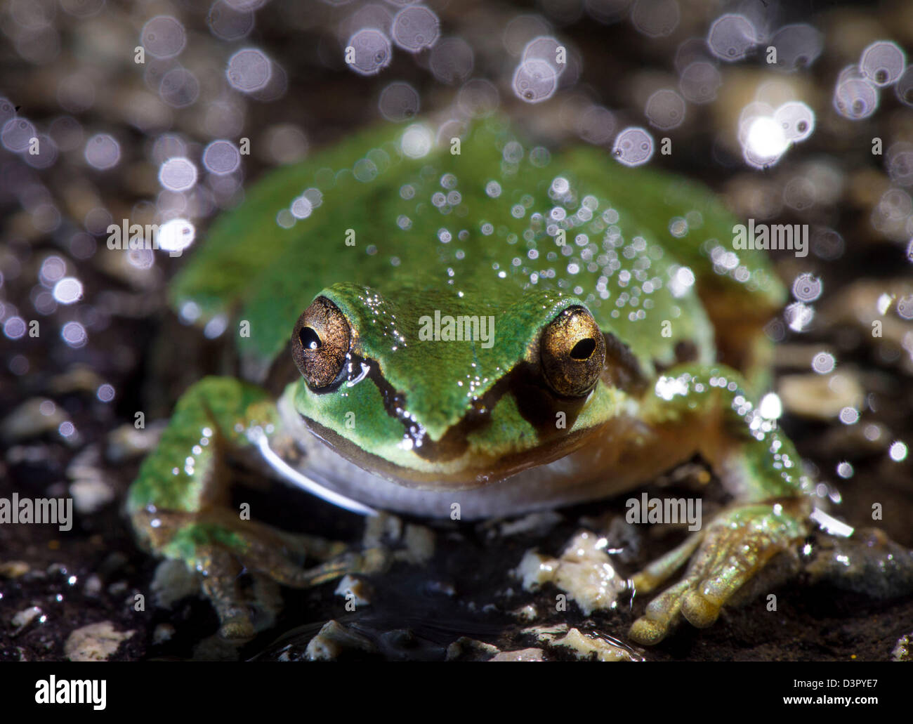 Roseburg, Oregon, USA. 22nd February 2013. A wild Pacific tree frog ...