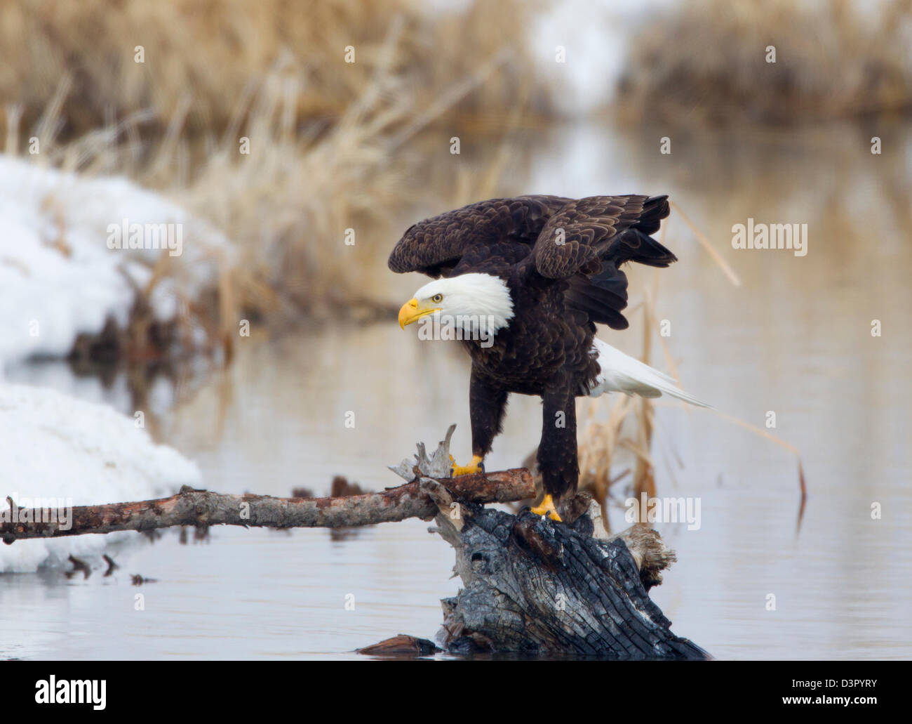 U s national bird hi-res stock photography and images - Alamy