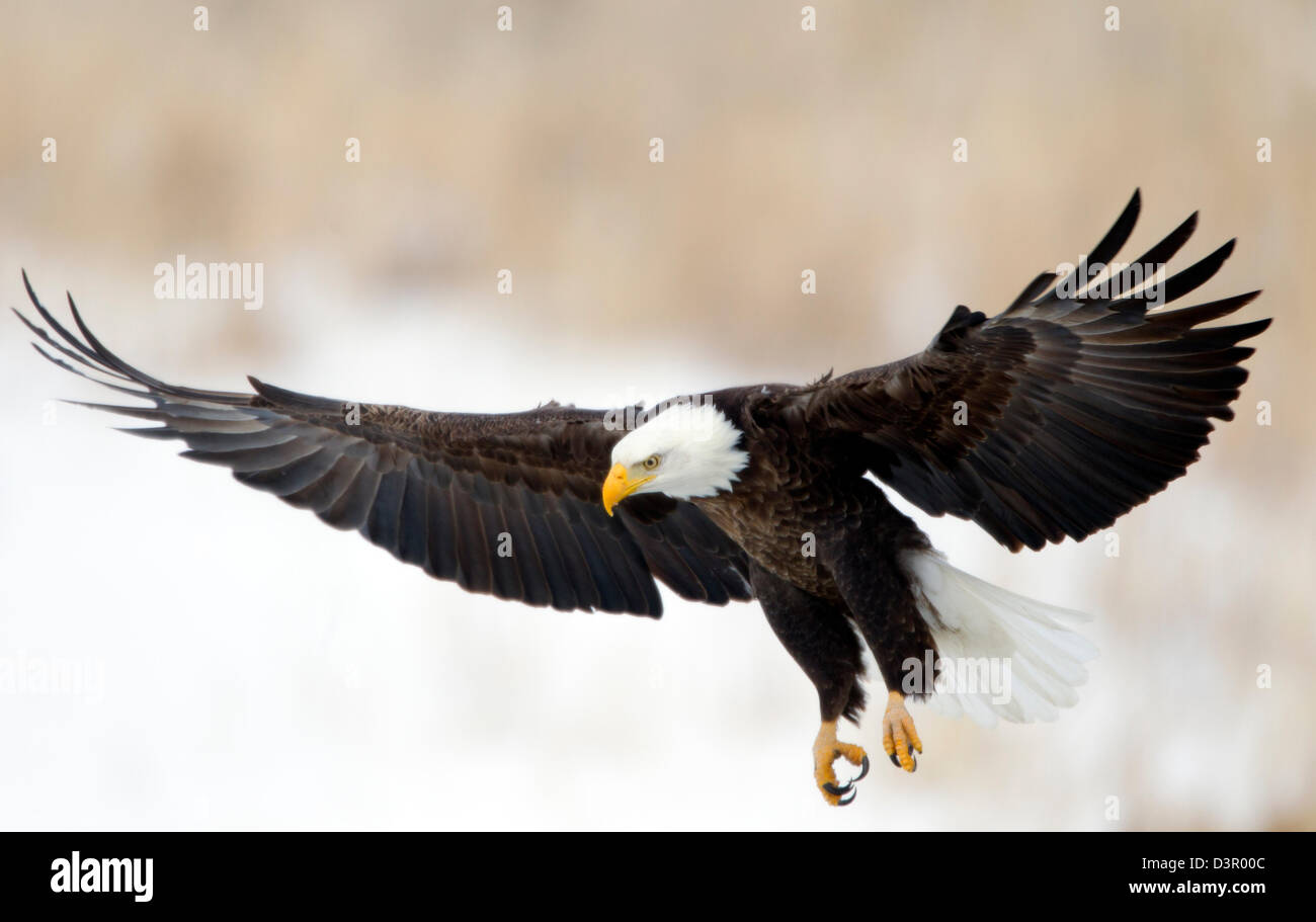 Bald Eagle Landing Stock Photo - Alamy