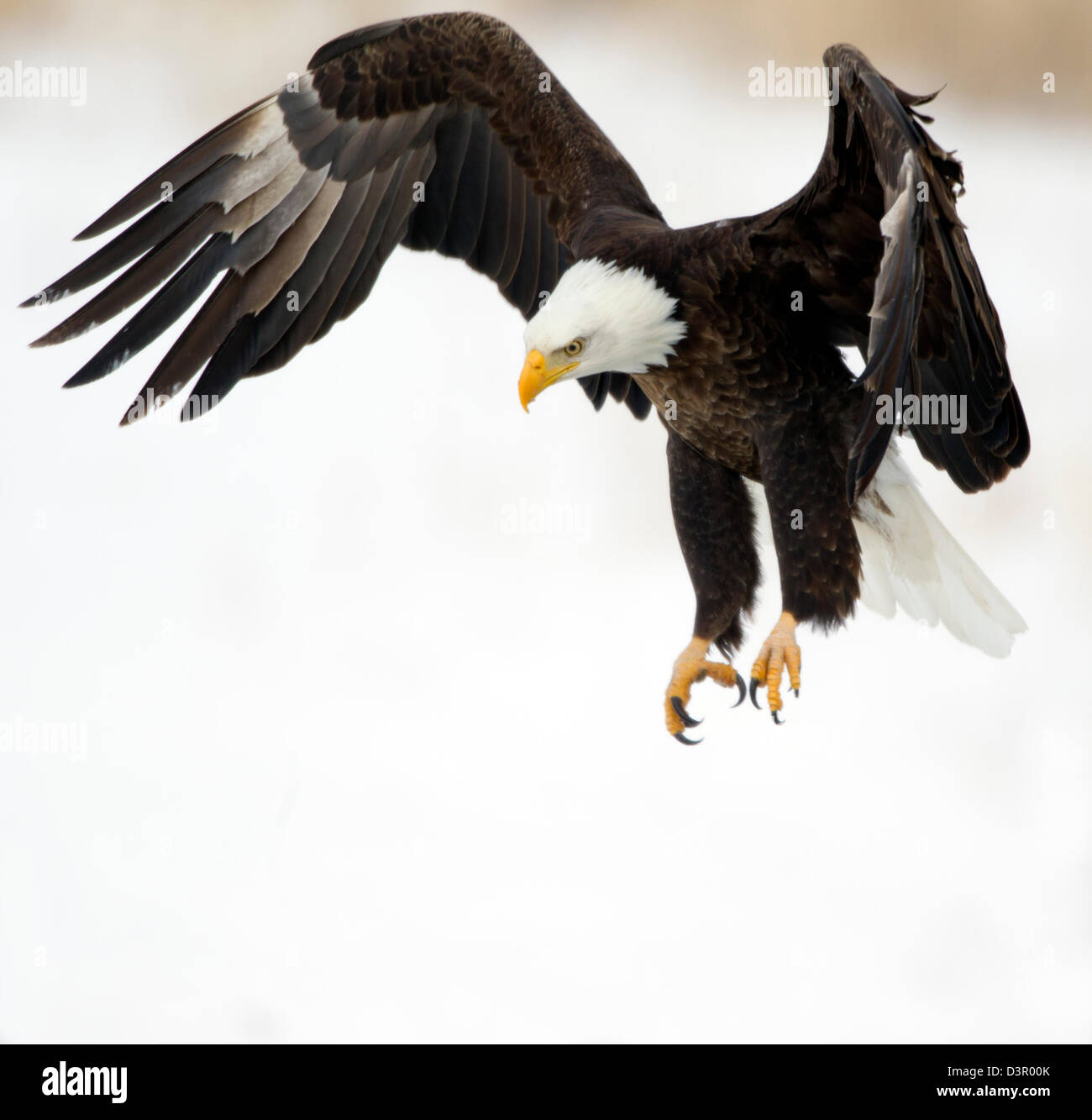 Bald Eagle Landing Stock Photo - Alamy