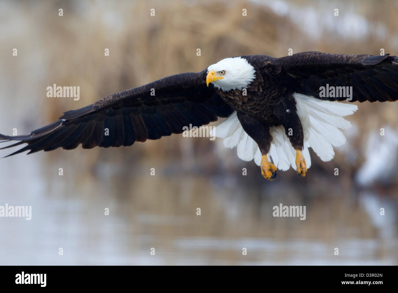 Bald Eagle in Flight Stock Photo - Alamy