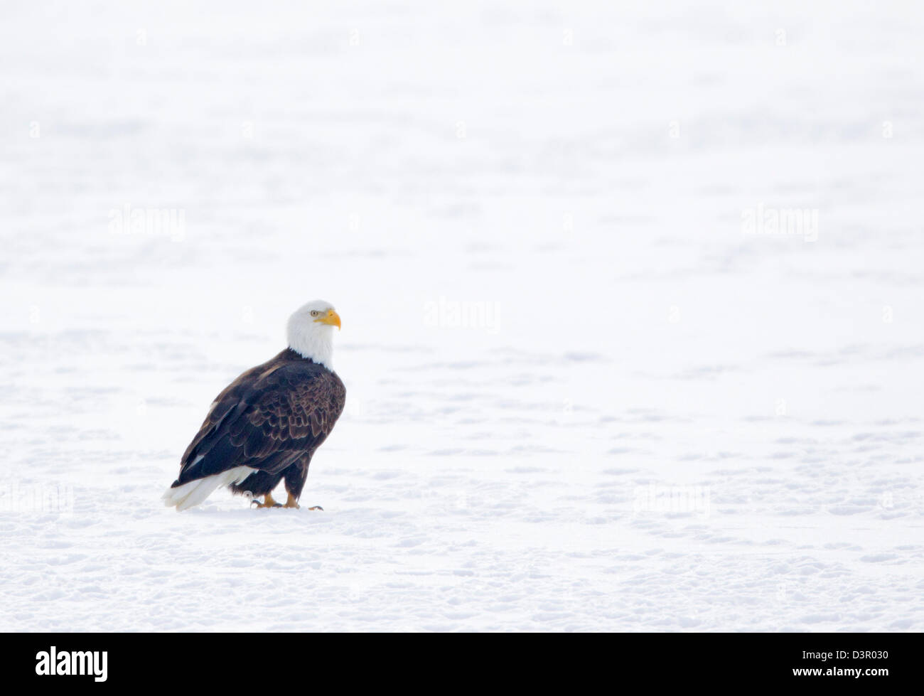 Bald Eagle on Snow Stock Photo - Alamy