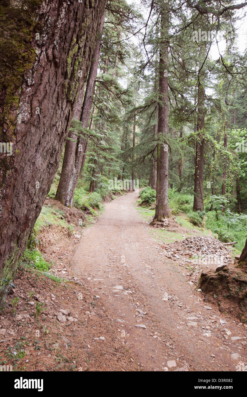 Dirt road passing through a forest, Shimla, Himachal Pradesh, India ...