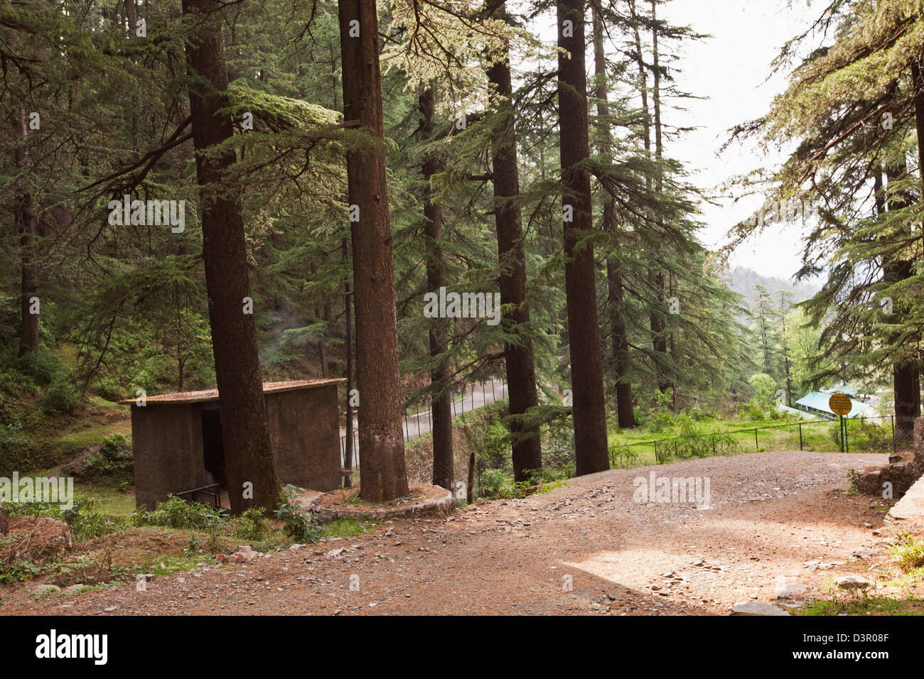 Pine trees in a forest, Shimla, Himachal Pradesh, India Stock Photo - Alamy