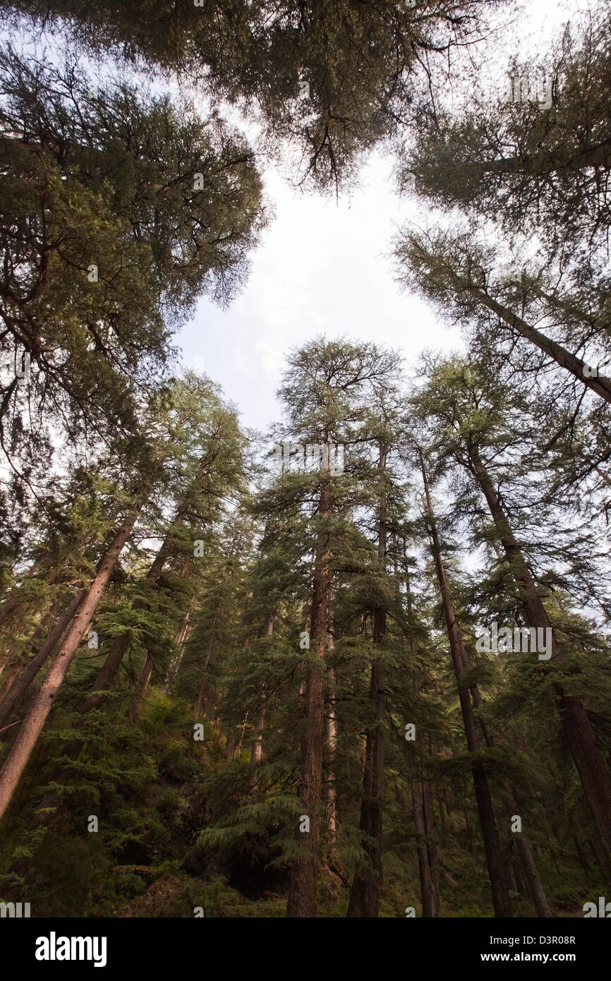 Low angle view of tall pine trees in a forest, Shimla, Himachal Pradesh ...
