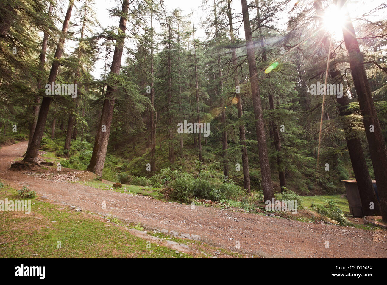 Dirt road passing through a forest, Shimla, Himachal Pradesh, India ...