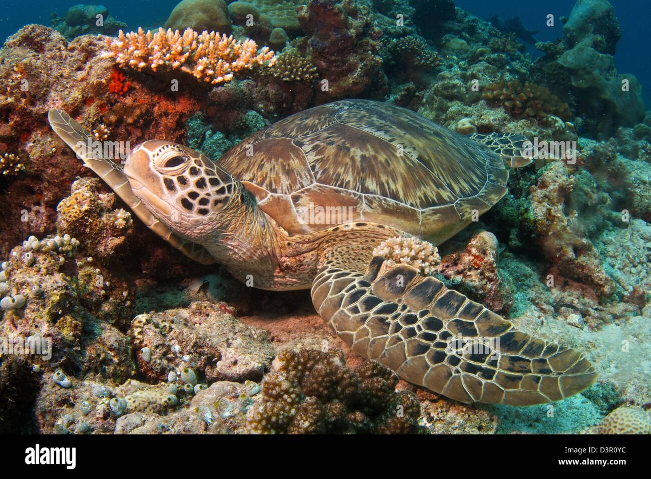 Relaxed turtle hi-res stock photography and images - Alamy