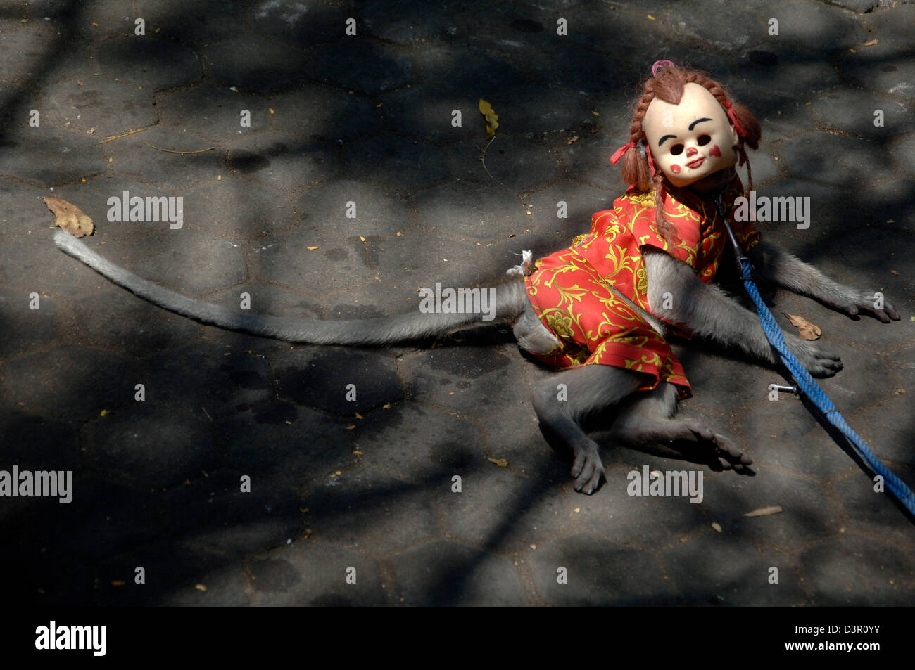 Java monkey hi-res stock photography and images - Alamy