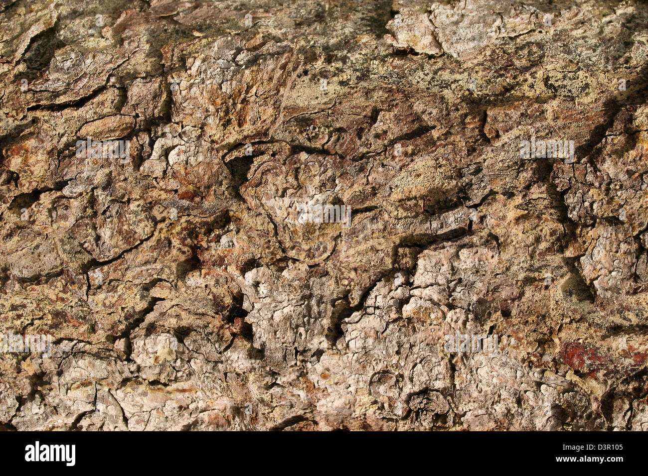 Crust layer of the tree Stock Photo - Alamy