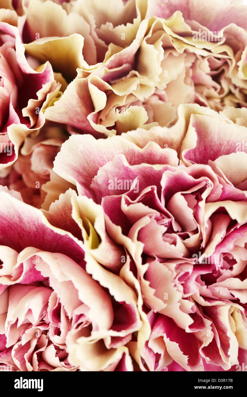 Beautiful carnation flowers Stock Photo - Alamy