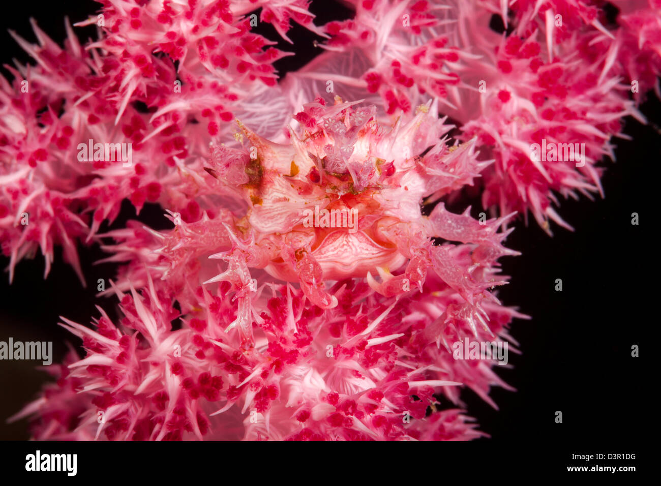 The soft coral spider crab, Hoplophrys oatesii, is covered with spines ...