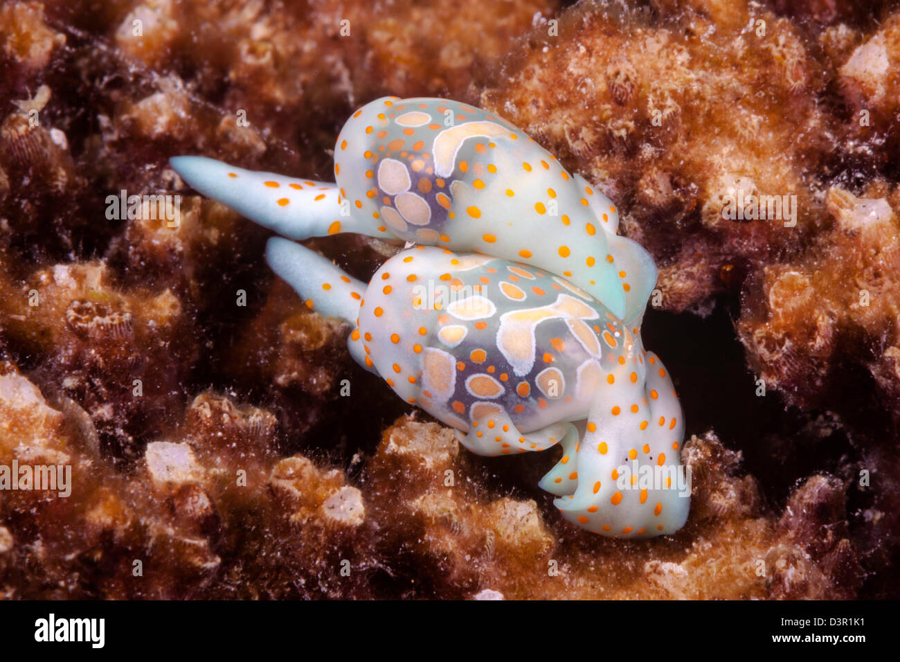 A pair of cymbal bubble snails, Haminoea cymbalum, Fiji Stock Photo - Alamy