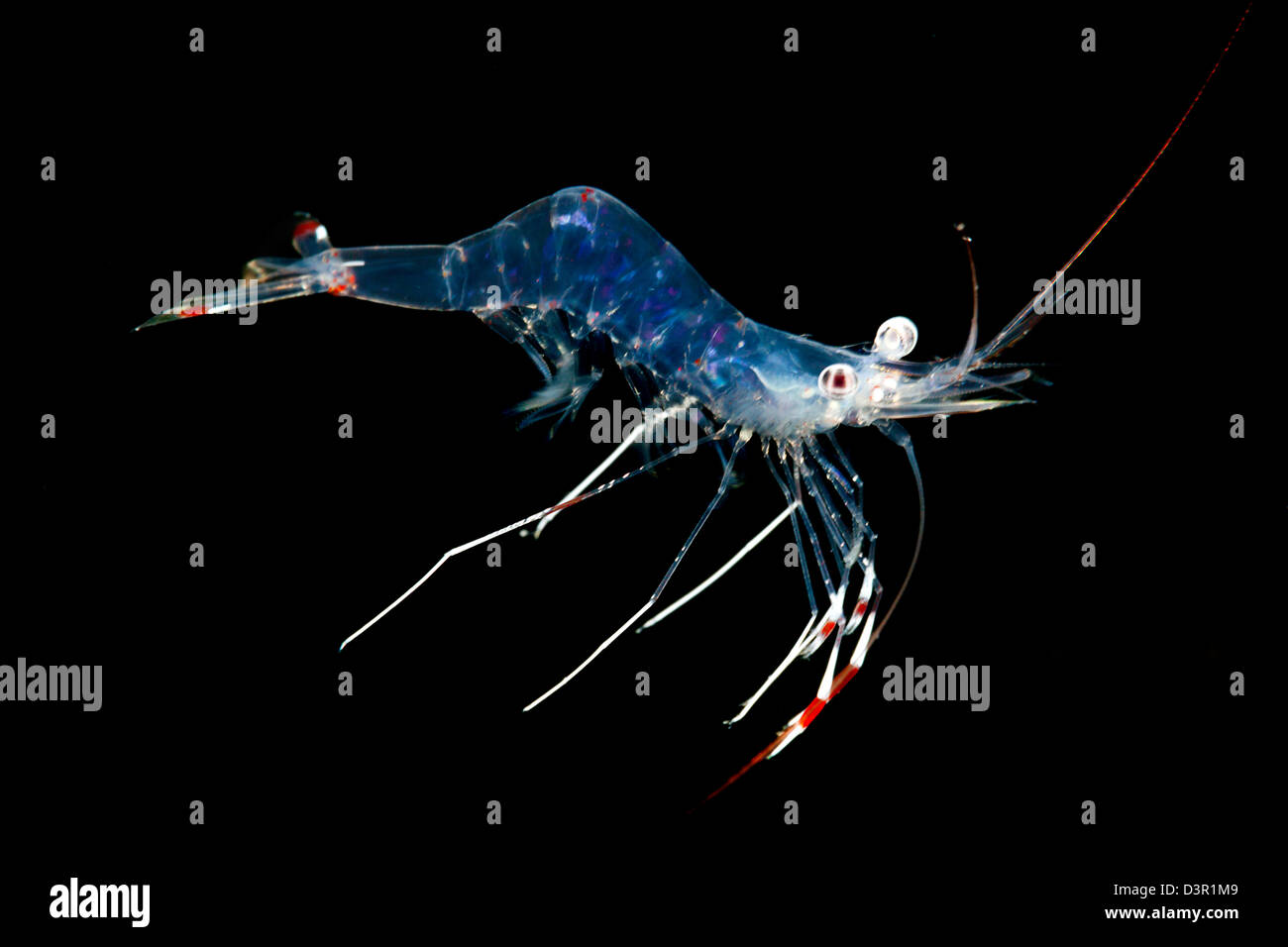 A free swimming cleaner shrimp, Periclimenes sp, at night in mid-water ...