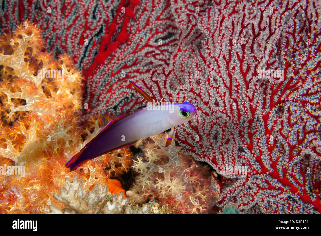 Dartfish hi-res stock photography and images - Alamy
