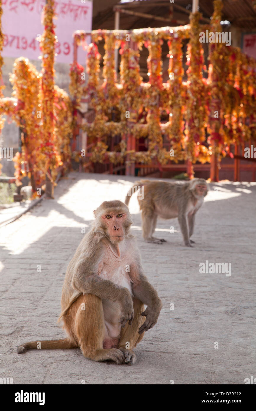 Monkeys sitting on the way to a temple, Chandi Temple, Haridwar ...