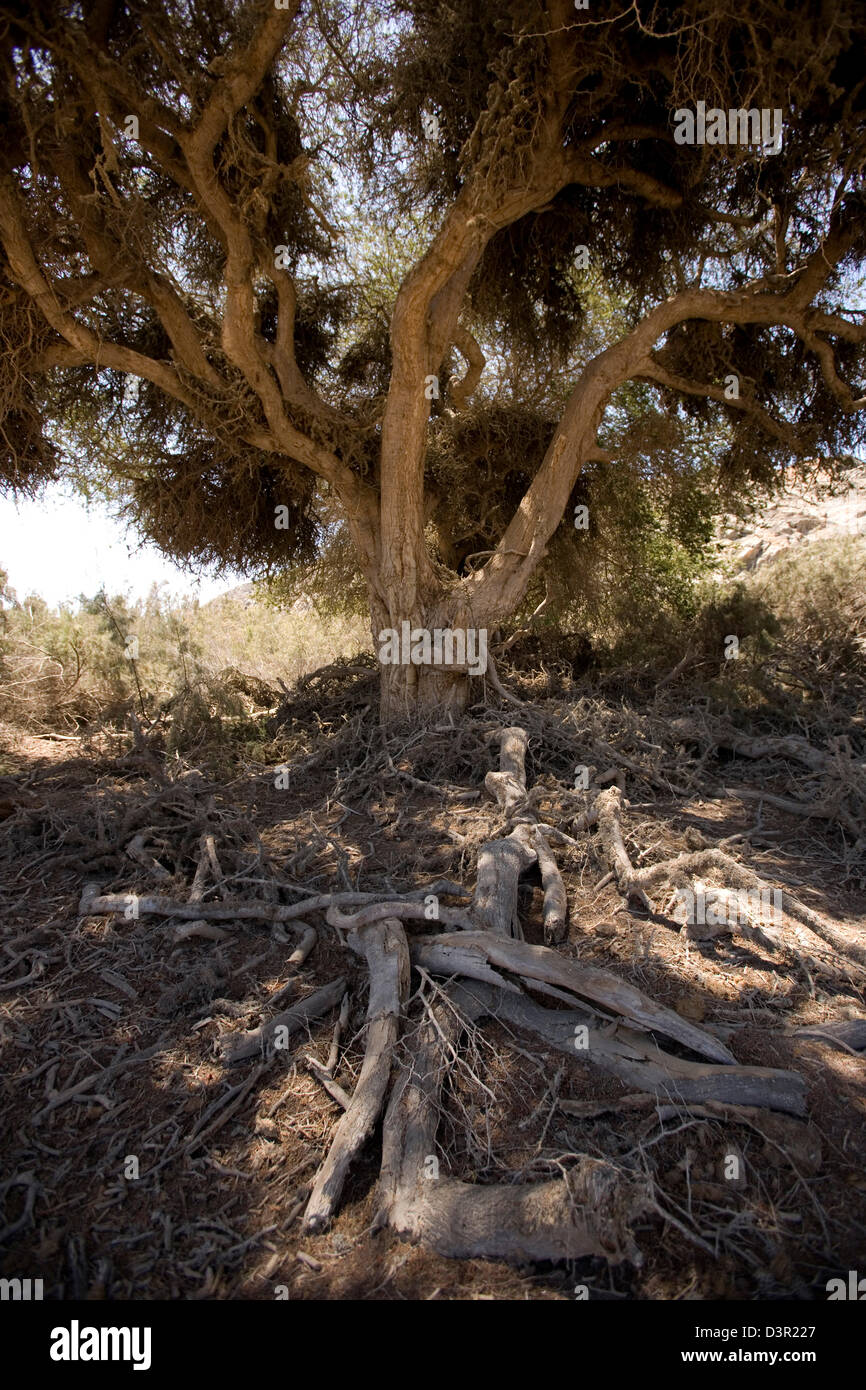 Roots of Ana tree in the Namibian desert Stock Photo - Alamy