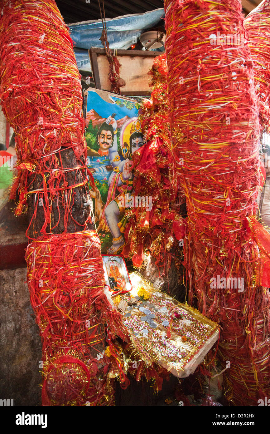 Mansa Devi Tree Mansa Devi Garden In Mansa Devi Complex,Panchkula