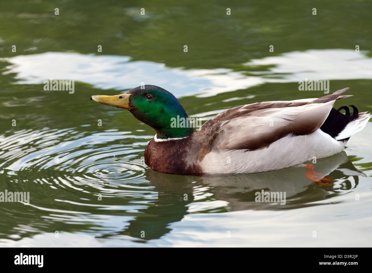 Duck in germany hi-res stock photography and images - Alamy