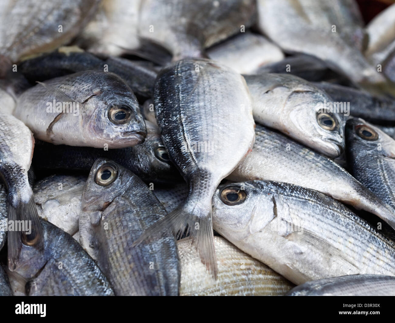 Gilthead seabream in fish hi-res stock photography and images - Alamy