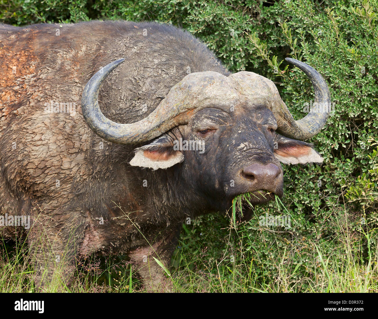 Cape buffalo boss hi-res stock photography and images - Alamy