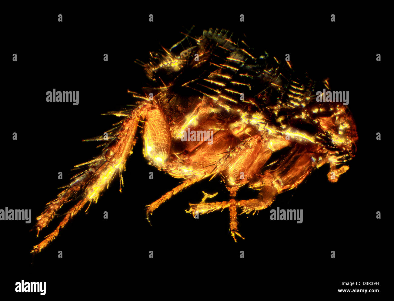 Siphonaptera hi-res stock photography and images - Alamy