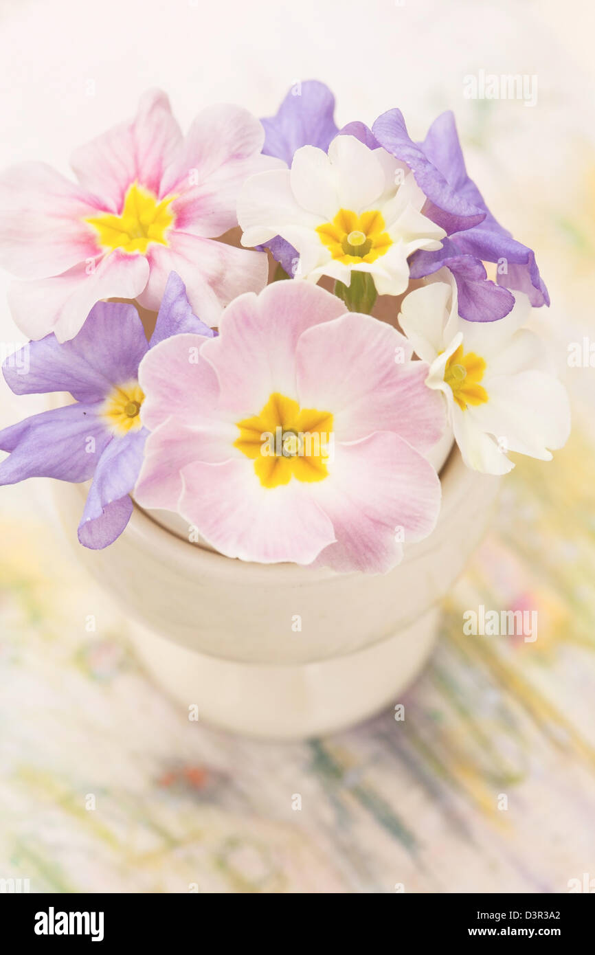 Indoor spring flowers hi-res stock photography and images - Alamy