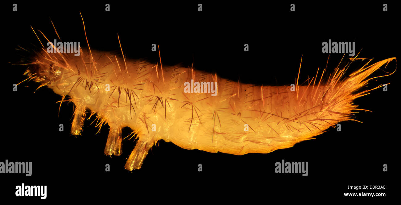 Grain moth caterpillar under microscope hi-res stock photography and ...