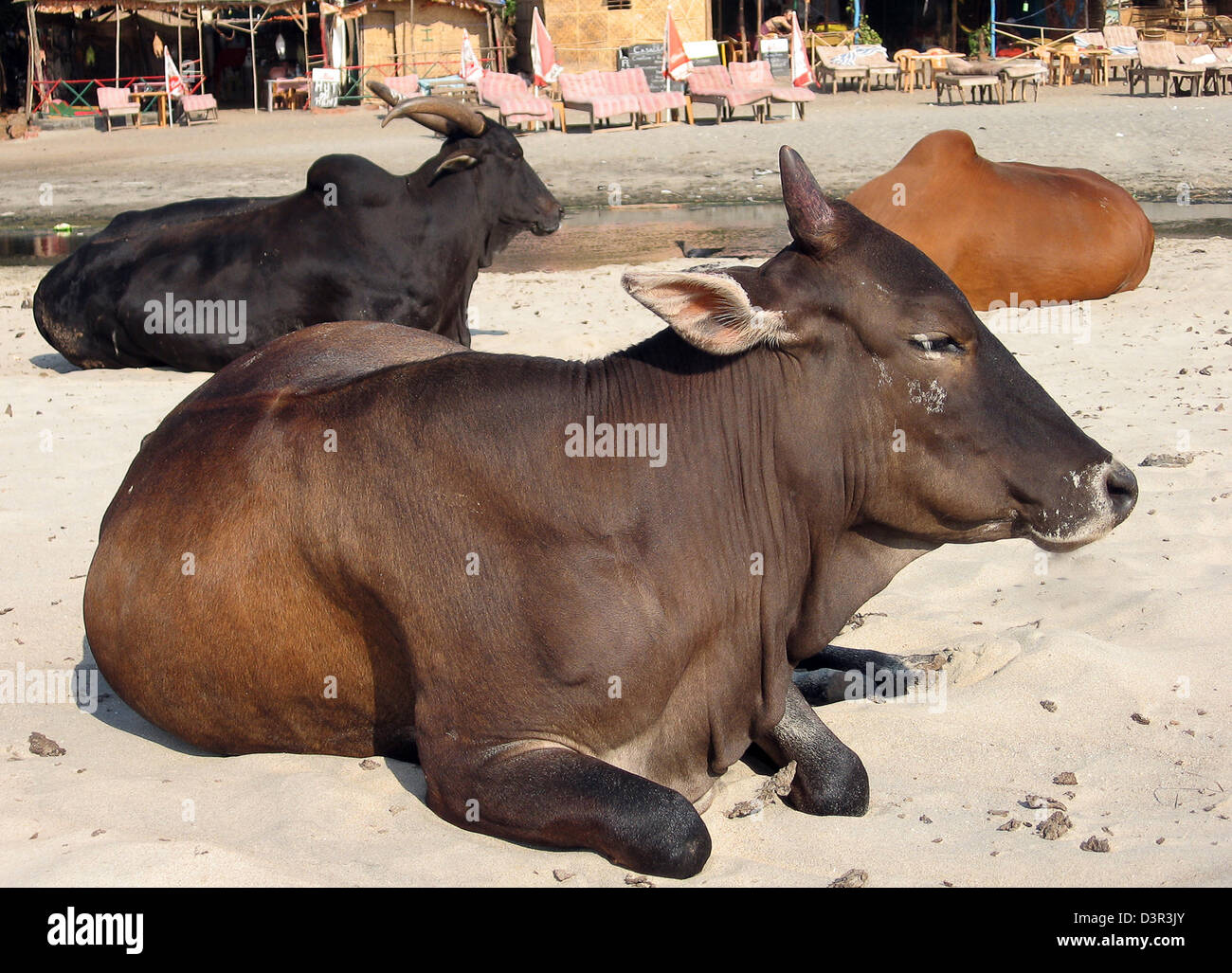 Goa cows hi-res stock photography and images - Alamy