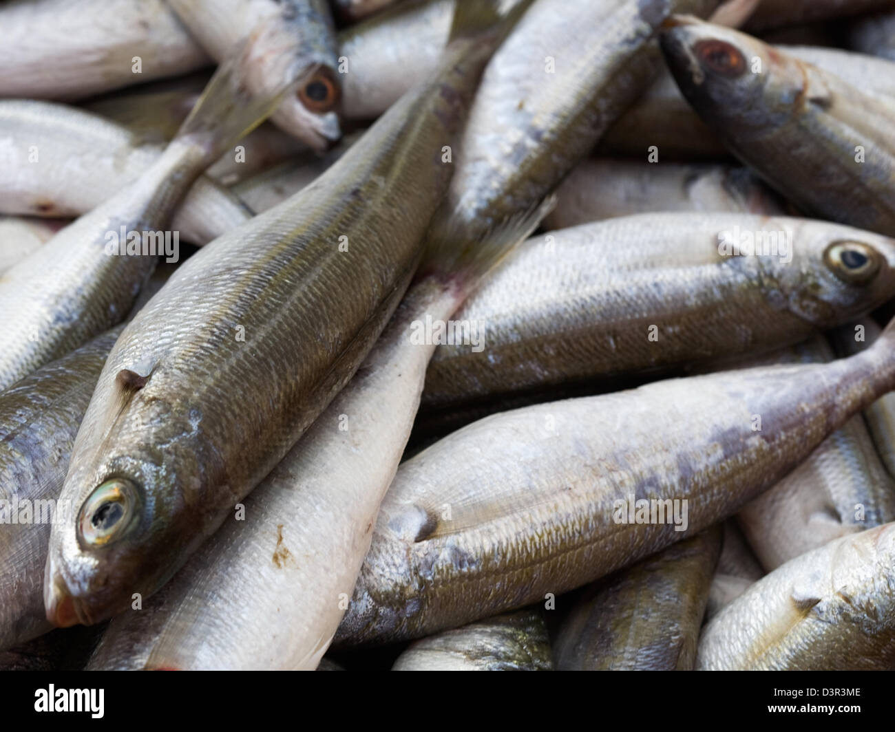 Fresh sea bream fish on market Stock Photo - Alamy