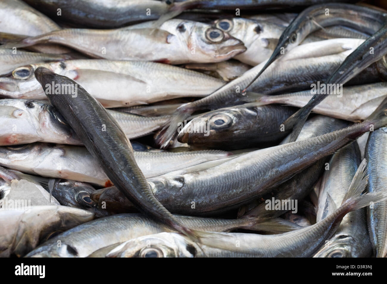 Sea bream fish hi-res stock photography and images - Alamy