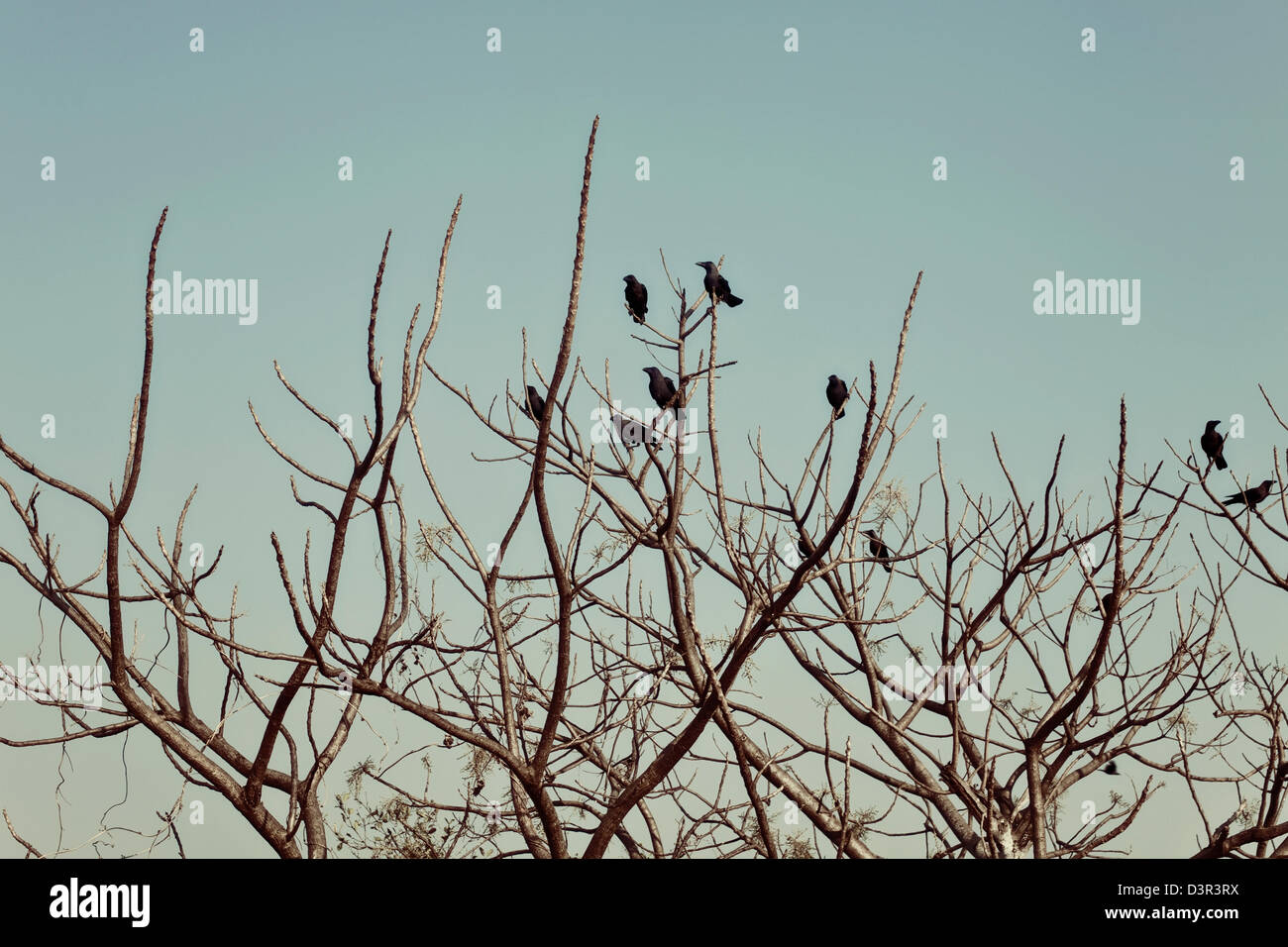 Group of crows sitting on the bare branches of a tree against the sky ...
