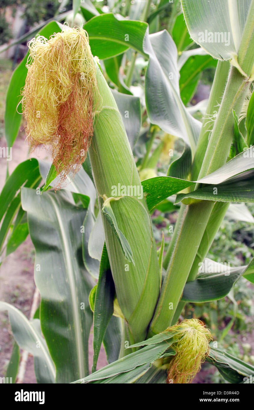 Green corn in the field Stock Photo - Alamy