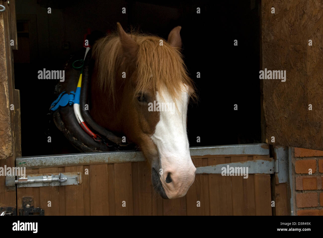 WALES; CLWYD; LLANGOLLEN WHARF; WELSH COB AWAITING HARNESS Stock Photo ...