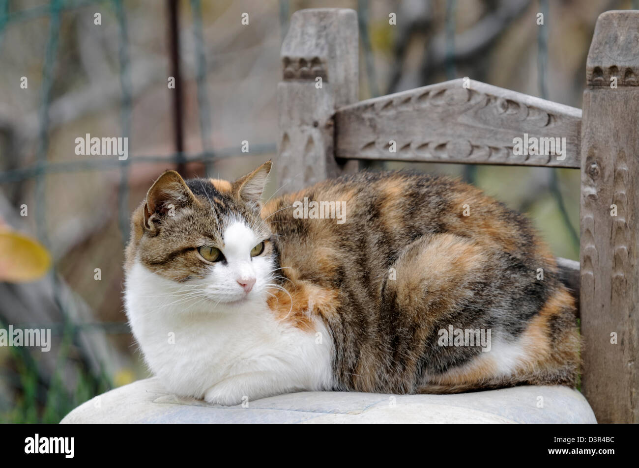Cat sitting chair outside hi-res stock photography and images - Alamy