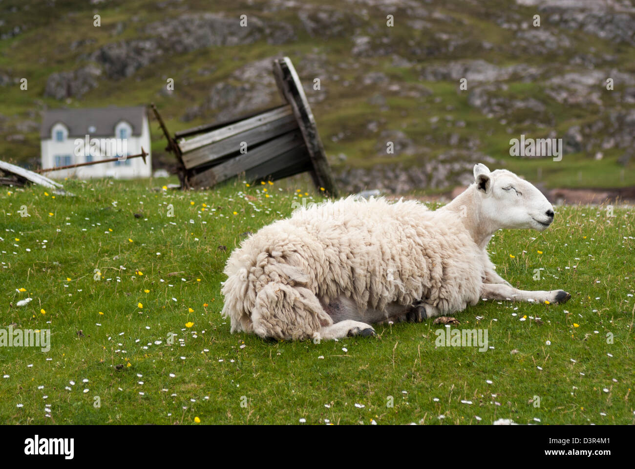 Sheep lying down hi-res stock photography and images - Alamy