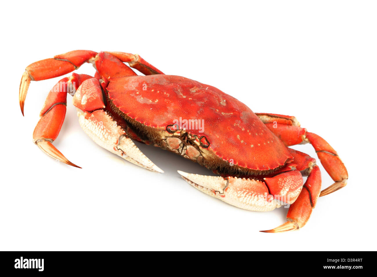 dungeness crab isolated on white Stock Photo - Alamy