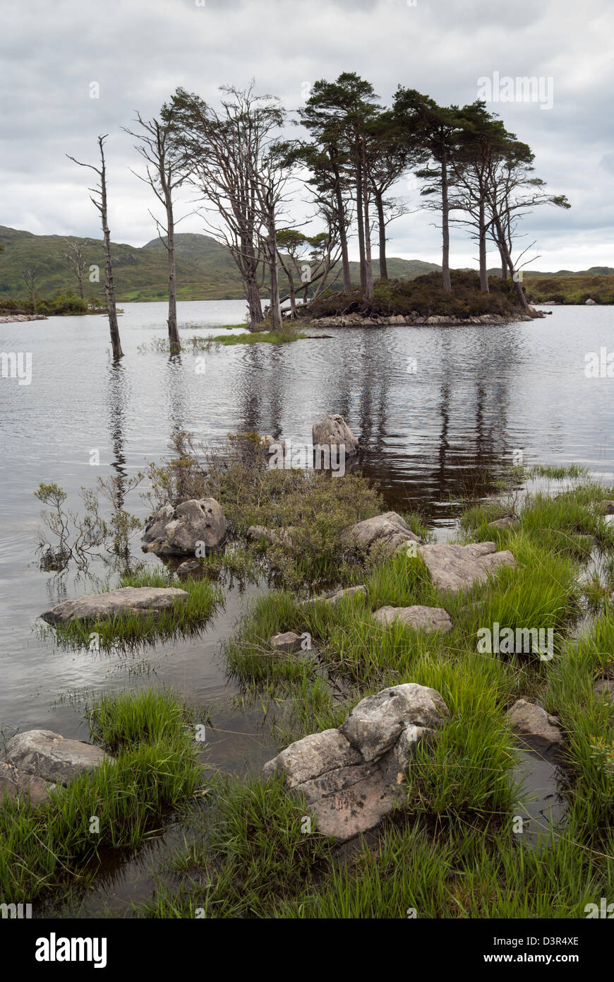Pine trees on an Island in Loch Assynt, Sutherland, Scotland Stock ...