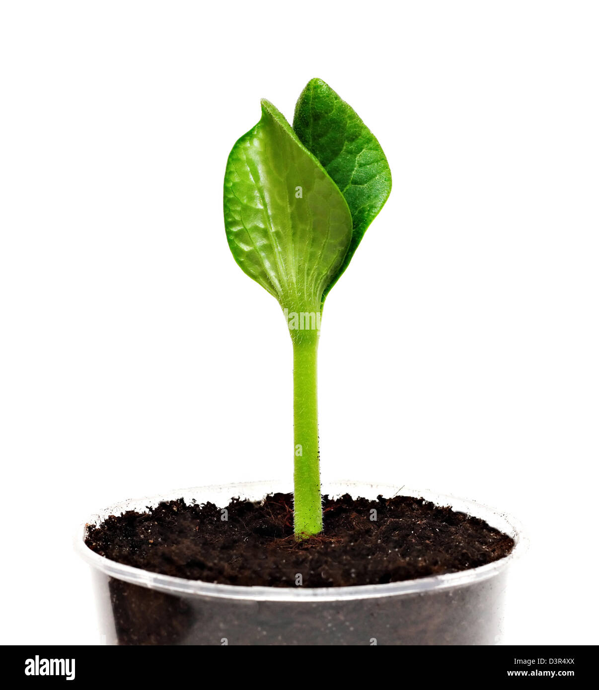 Green sprout in the pot, high resolution Stock Photo - Alamy