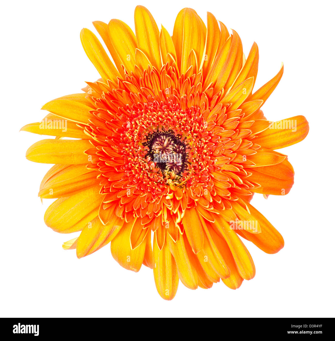 Top view red gerbera Cut Out Stock Images & Pictures - Alamy