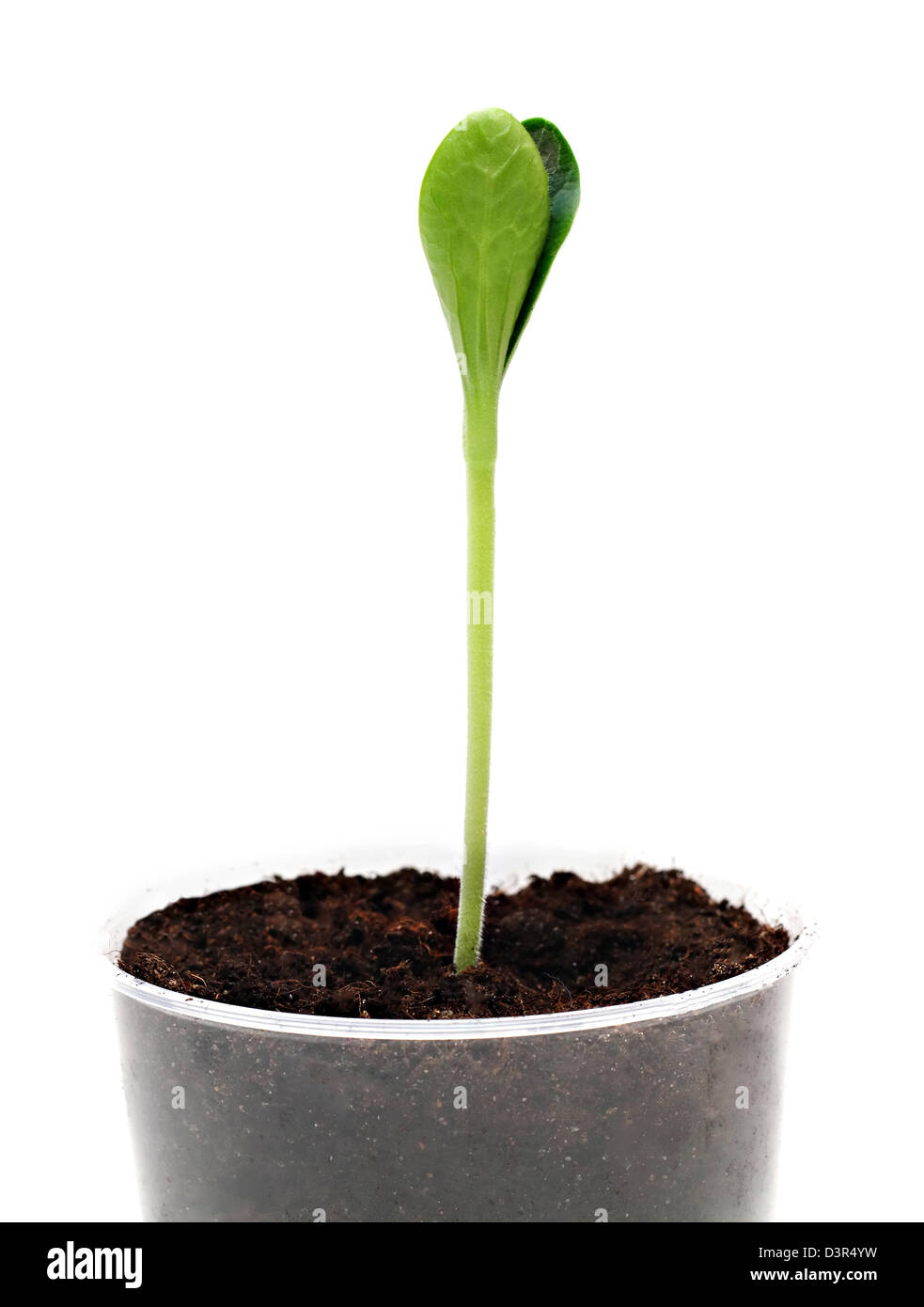 Green sprout in the flower pot, isolated Stock Photo - Alamy