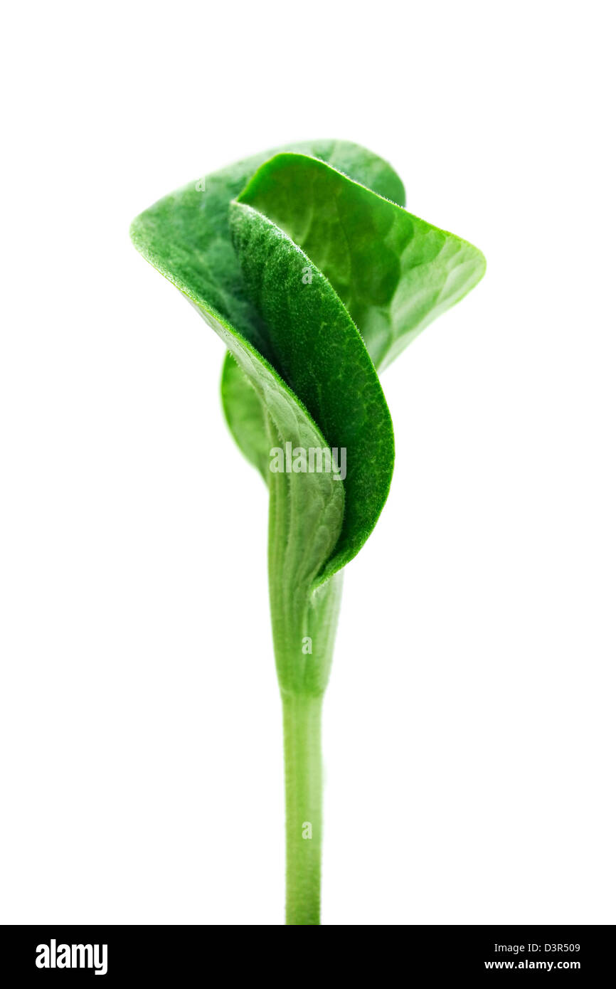 Green twisted sprout isolated on white background Stock Photo - Alamy
