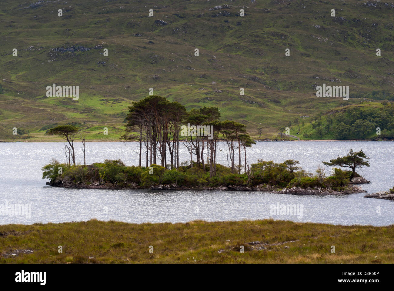 Pine trees on an Island in Loch Assynt, Sutherland, Scotland Stock ...