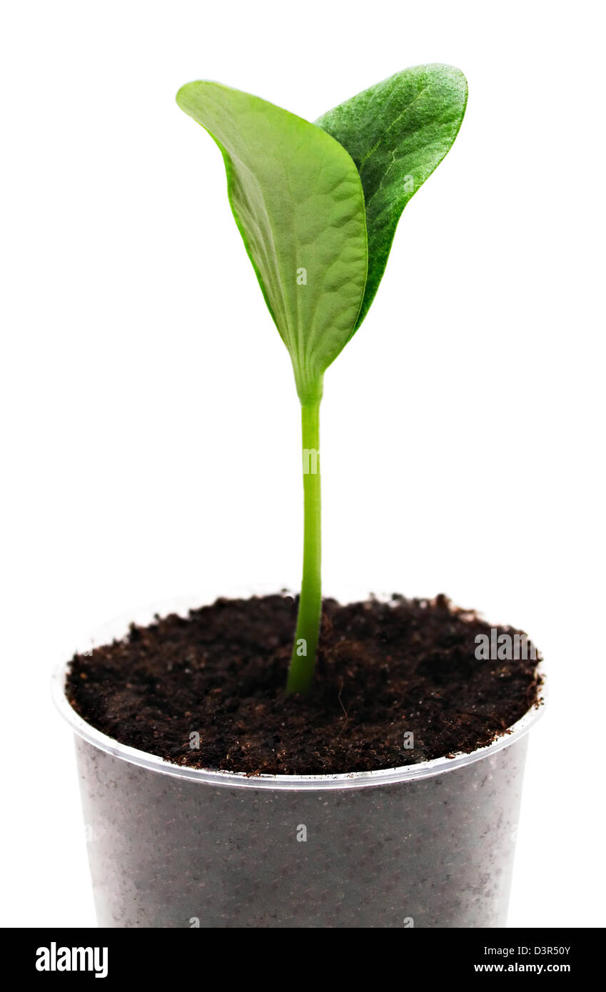 Pumpkin sprout hi-res stock photography and images - Alamy